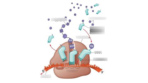 Bio 111 Translation Diagram Quizlet