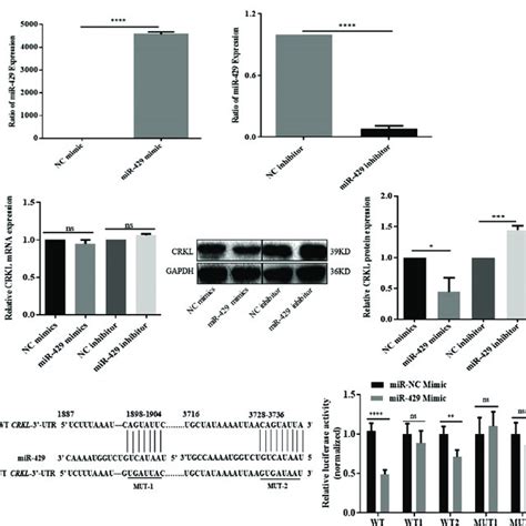 Mir 429 Negatively Regulated Crkl Expression Via Binding To Crkl 3′ Utr