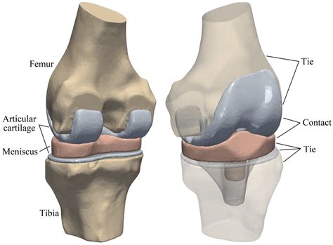 Geometry Of A Knee Model Download Scientific Diagram