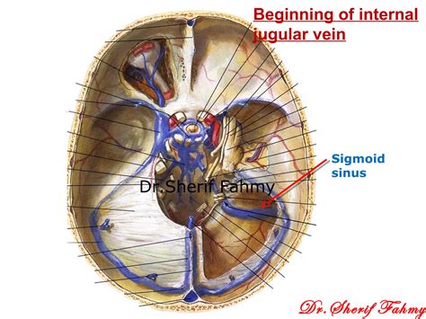 Jugular Veins Sympathetic Chain And Cervical Plexus Anatomy Of The Neck