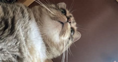 珍しい模様を持つ21匹の猫 netgeek