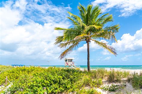 포트 로더데일의 화창한 날에 야자수가 있는 해안가 해변 산책로 0명에 대한 스톡 사진 및 기타 이미지 0명 거리 경관 Istock