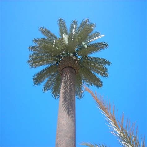 China Customized Concealment Data Monopalm For Bahrain Manufacturers