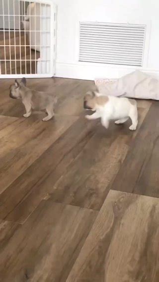 Клипы Бульдоги ツ
