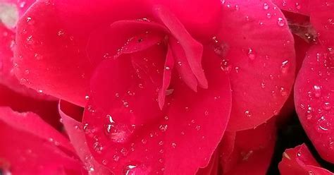 Begonias On Our Porch Summer Has Just Started I Love This Time Of