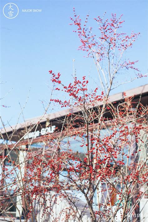 冬季金银木 金银木和金银花 大山谷图库