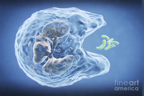 Phagocytosis 1 Photograph By Science Picture Co Pixels