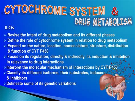 Cytochrome System And Drug Metabolism Ppt Download
