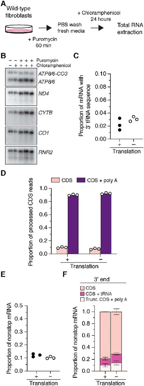 Mitochondrial Nonstop Mrnas Are Generated Independent Of Mitochondrial Download Scientific