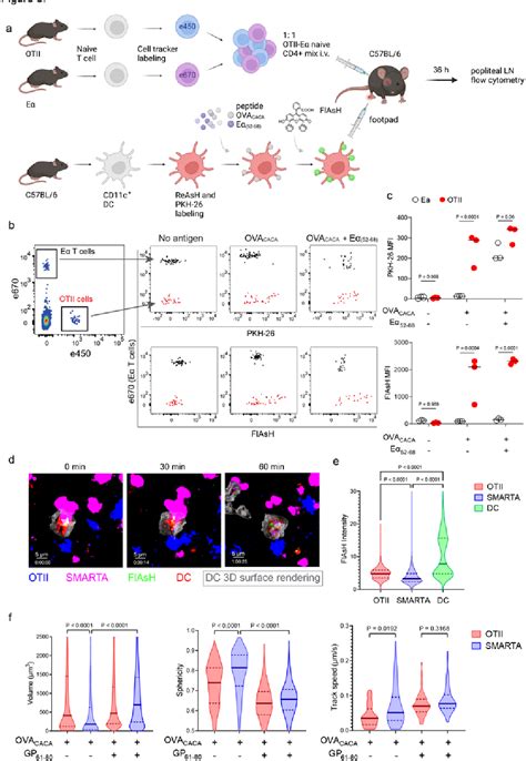 Figure 5 From Illuminating T Cell Dendritic Cell Interactions In Vivo