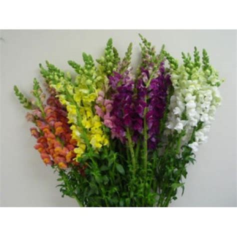 Snapdragon Flowers Assorted Toronto Bulk Flower Wholesale Snaps