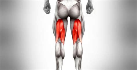 Бицепс бедра Лучшие упражнения для развития мышц бедра