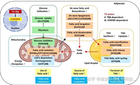 药靶细胞模型 Thr β激动剂：nash治疗的新希望？ 知乎