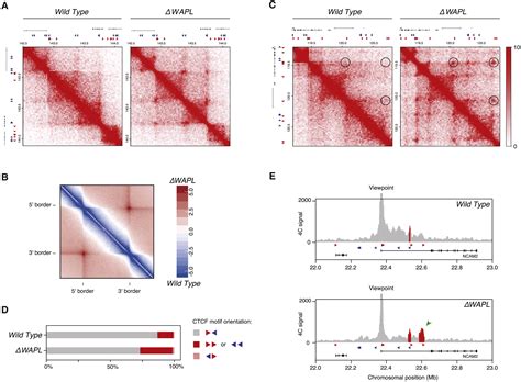 The Cohesin Release Factor Wapl Restricts Chromatin Loop Extension Cell
