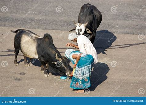 Holy Cattle In Puri Editorial Image Image Of Woman Hinduism 20639460