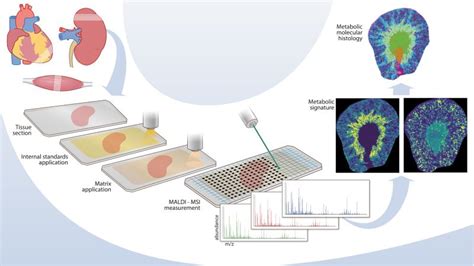 Rosalie Rietjens On Linkedin 📢 Our Review Spatial Metabolomics In