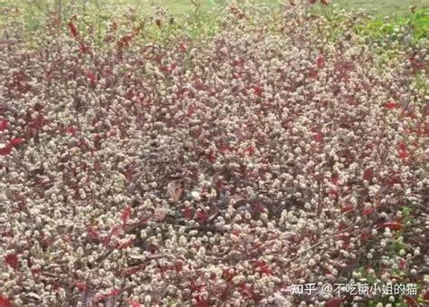 18种常见 先开花后长叶”植物，你都见过吗？ 知乎