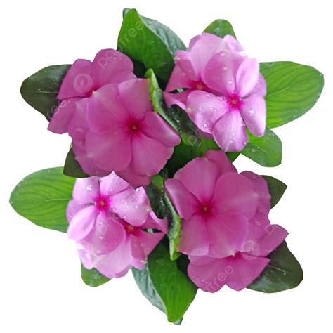 Flower Image Png Image Nayantara Flowers With Green Leaves Image