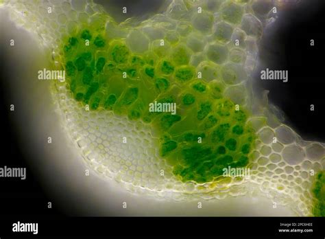 Equisetum Microscope