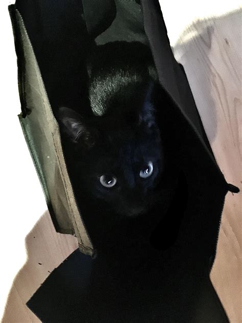 The Great ‘escape The House Using A Dastardly Plan Attempt Number 326