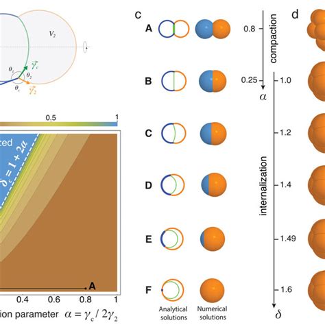 Physical Model Of Cell Internalization A Schematic Diagram Of A Cell