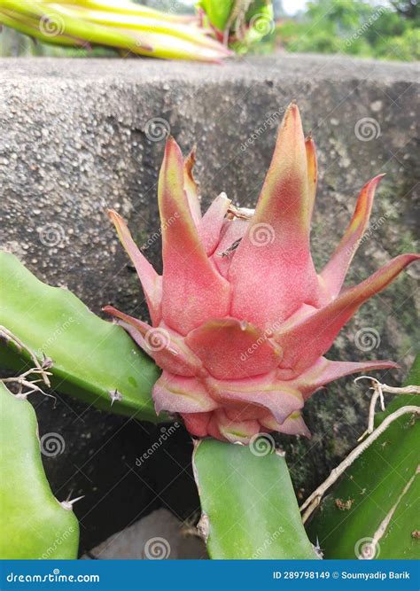 Pitaya Fruit And Its Flower Stock Image Image Of Pitahaya Dragon