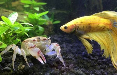 50 Best Betta Fish Tank Mates Compatibility List Arthropoda
