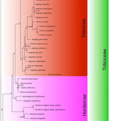 Cladogram Illustrating The Phylogenetic Relationships For Secale