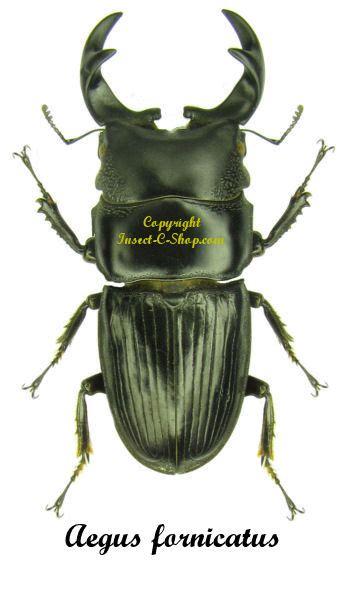 Aegus Fornicatus Insect Collectors Shop Collectionneur Dinsectes