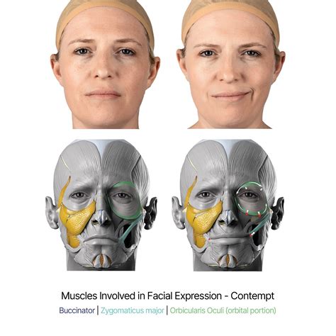 Facial Expression Contempt Anterior Aspect Anatomy App