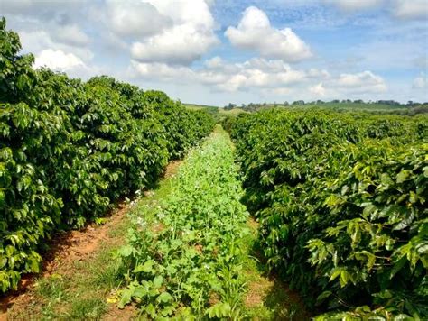 Técnicas da Emater MG ajudam produtores a enfrentar a estiagem Agro