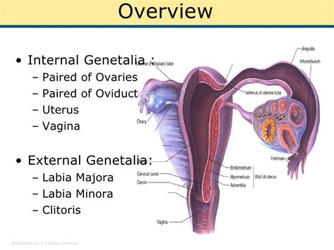 Female Internal Genital Organs Sectional Structure St