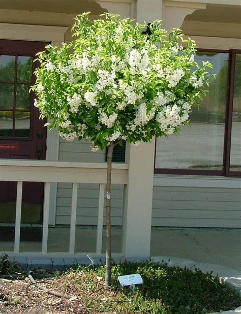 Lollipop Crabapple Fort Wayne Trees