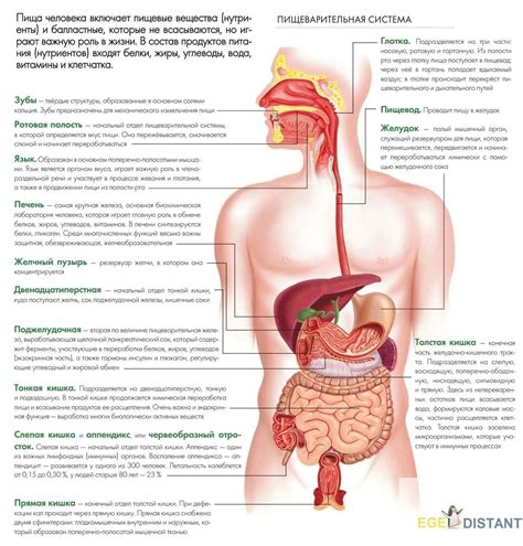 Пищеварительная система егэ