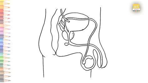 Male Reproductive System Diagram How To Draw Male Reproductive System Step By Step Science