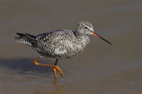Spotted Redshank Ebirdr