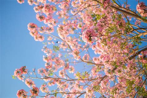 15 Free Sakura Tree Branches Pikwizard