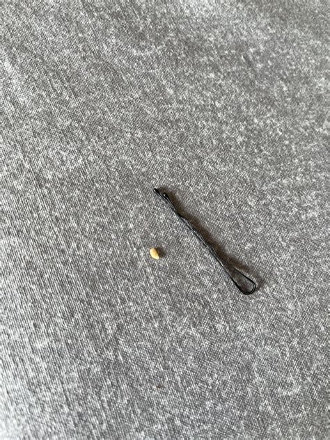 Can Someone Tell Me If This Is A Tapeworm Egg Rwhatisthisbug