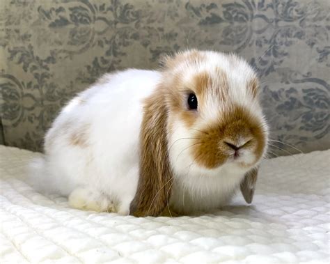 ブロークンオレンジ 取扱いうさぎ一覧 愛知のうさぎならrabbit Cotton
