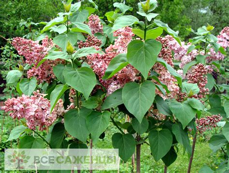 Цена на Сирень обыкновенная Мулатка - купить саженцы