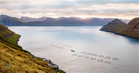 Consumer Need For Trusted Certification Labels Revealed By Asc Research