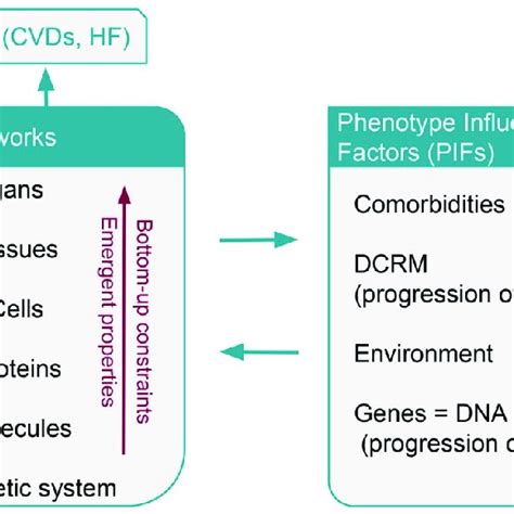 Interaction Between Phenotypes Disease Networks And Phenotype