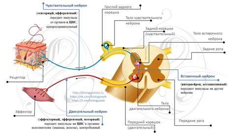 Рефлекторная дуга схема