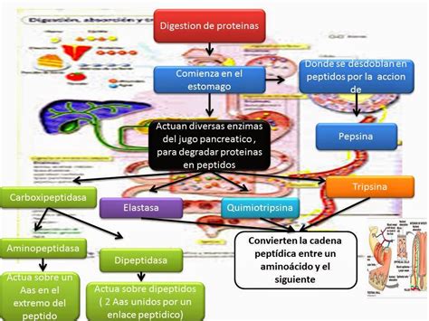 El Blog De Fisiologia De Israel Aramburo Lucas Digestion De Proteinas
