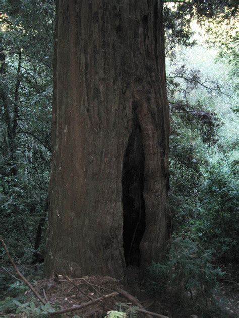 Forest Of Nisene Marks State Park