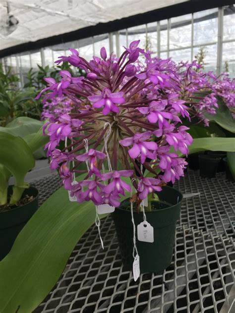 Cynorkis A Jewel Box Of Possibilities Longwood Gardens
