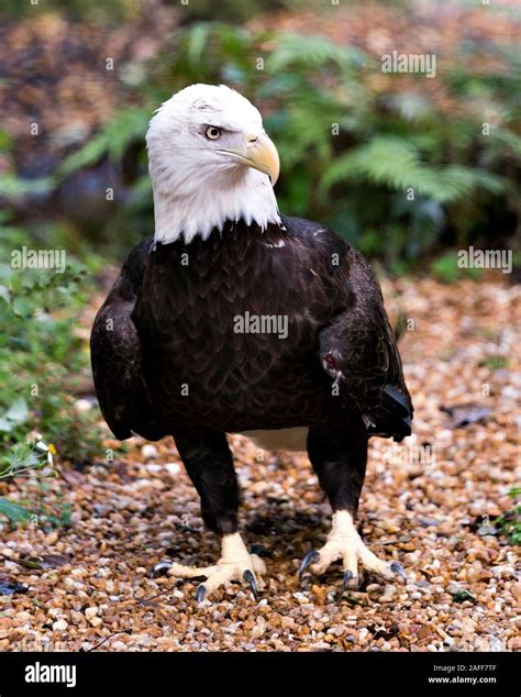 Bald Eagle Bird Close Up Profile View Surrounded By Foliage Background