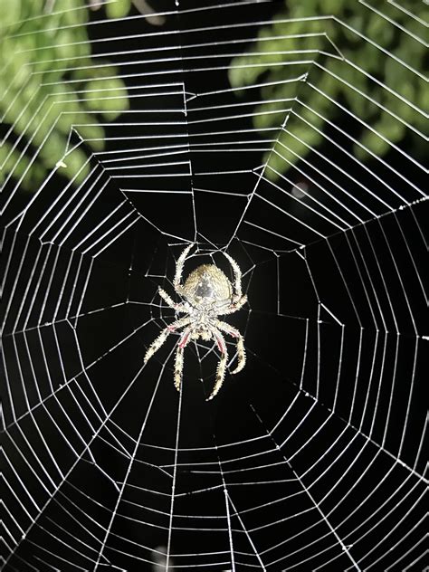 an orb spider that moves its web everyday r biology