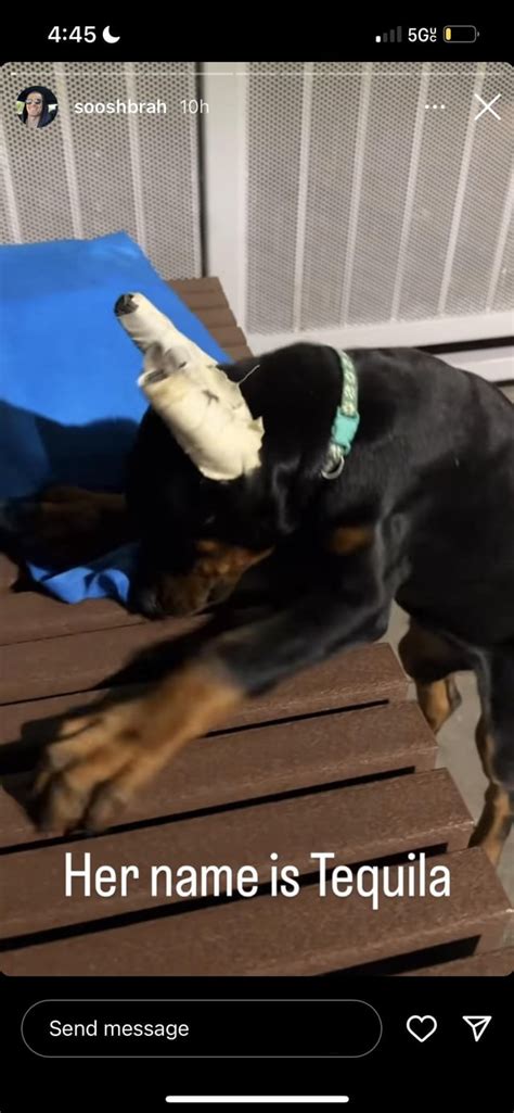 Doosh Brah Got Another Dog He Is Going To Abandon And Already Clipped