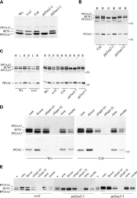Pp2a A Subunit Expression In Wild Type And Mutant Plants Download Scientific Diagram
